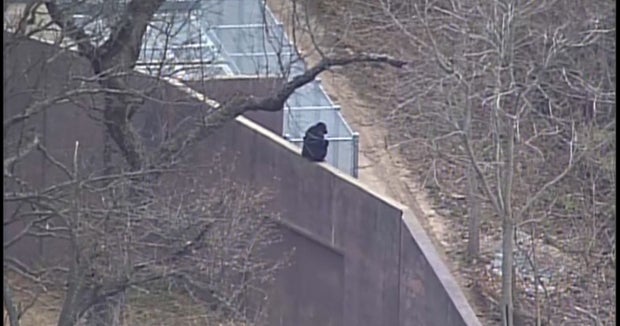 Chimpanzees get loose at Kansas City Zoo - CBS News