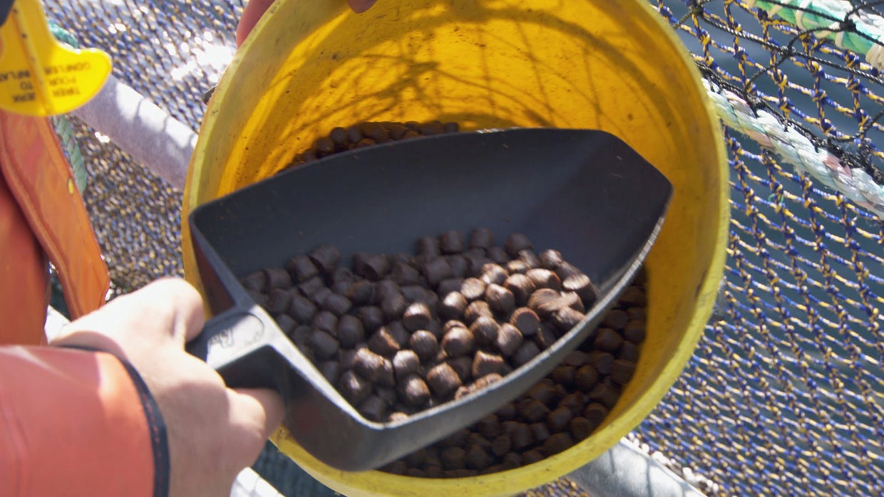 Saving the wild salmon - CBS News