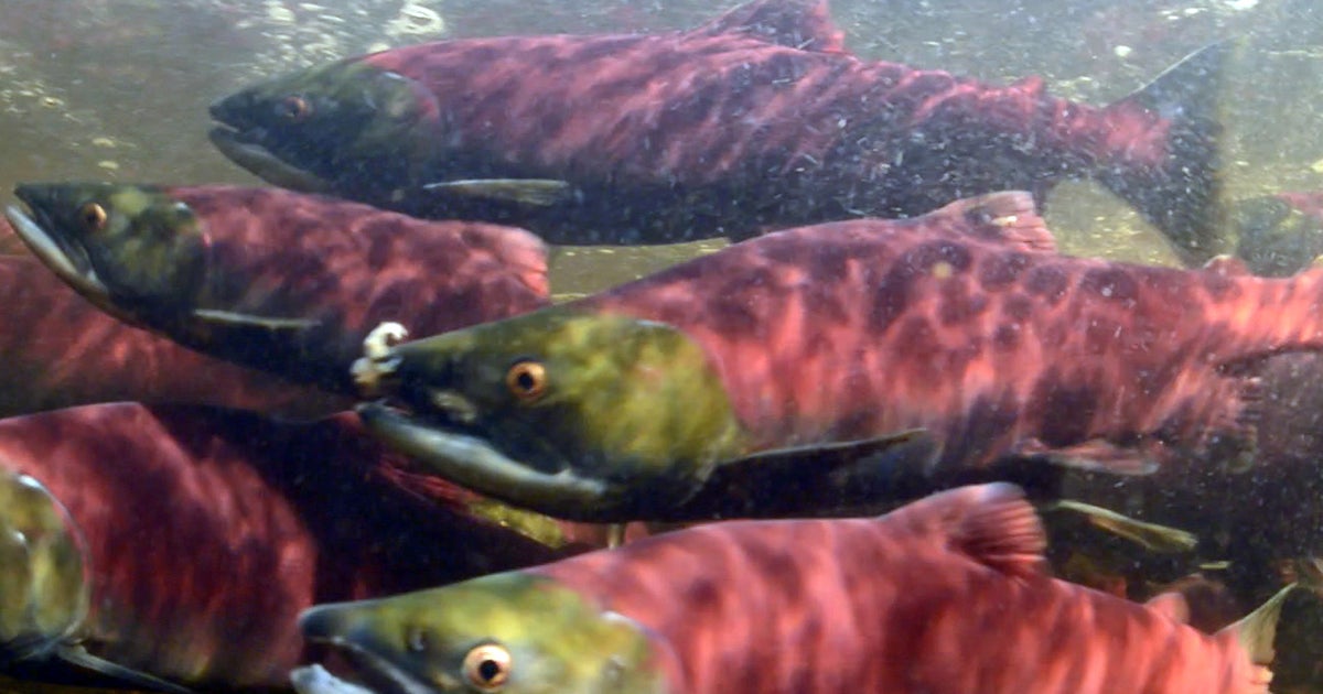 Saving the wild salmon - CBS News