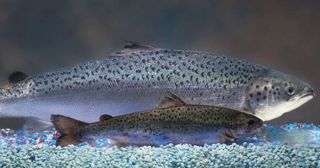 Controversy swims around genetically modified fish - CBS News
