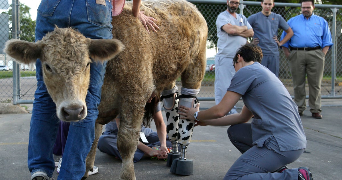 Rescued calf gets new high-tech prosthetics - CBS News