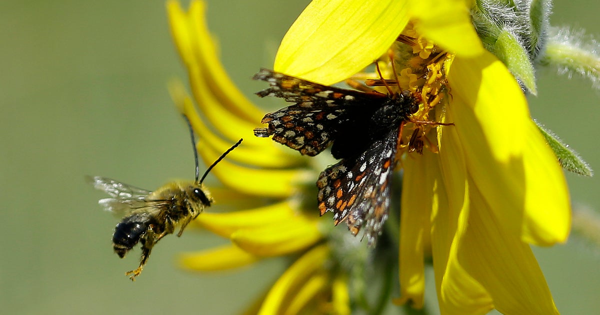 Artillery fire and endangered butterflies coexist on Army range - CBS News