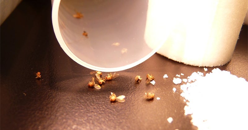 Truvia sweetener is toxic to fruit flies, study finds - CBS News