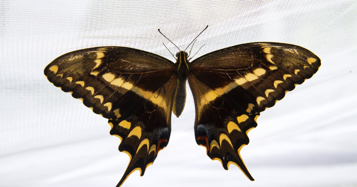 Life cycle of rare Schaus' swallowtail butterflies