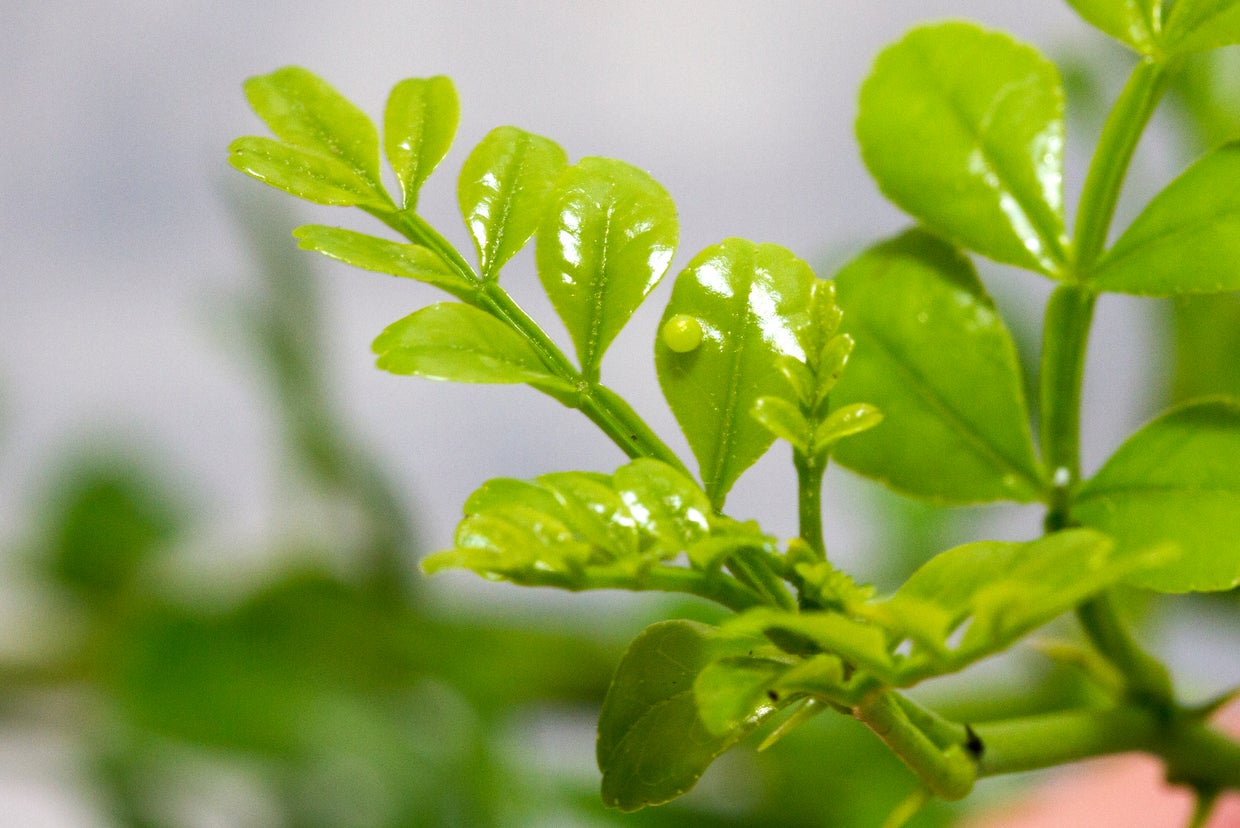 Life cycle of rare Schaus' swallowtail butterflies