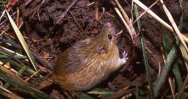 Feds declare western mouse endangered amid land dispute - CBS News