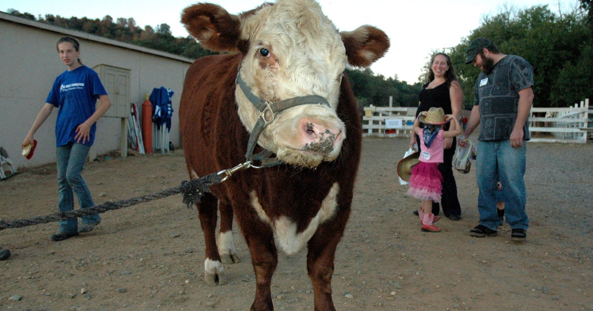 Woooof? Confused cow thinks she's a dog - CBS News