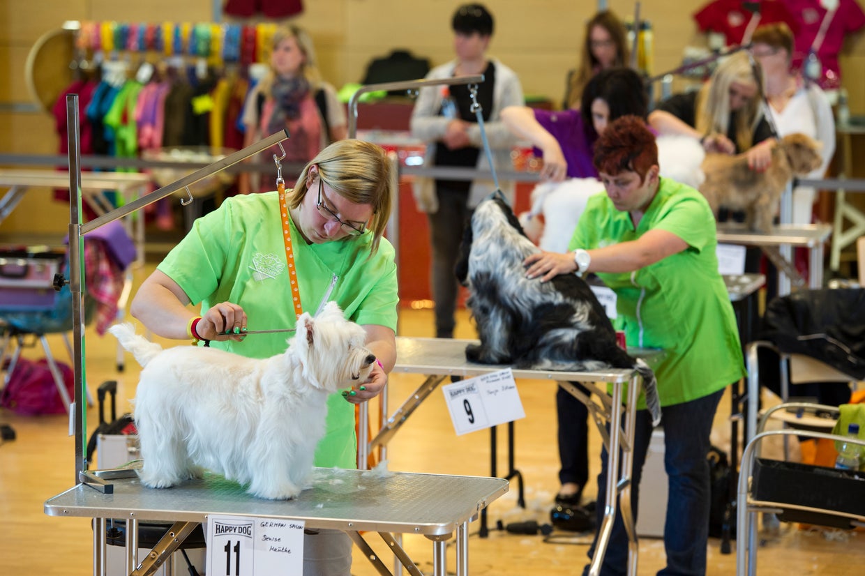 International dog grooming championships
