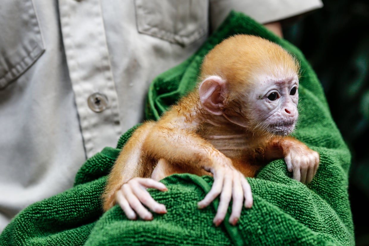 Bali Zoo welcomes adorable newborn Javan