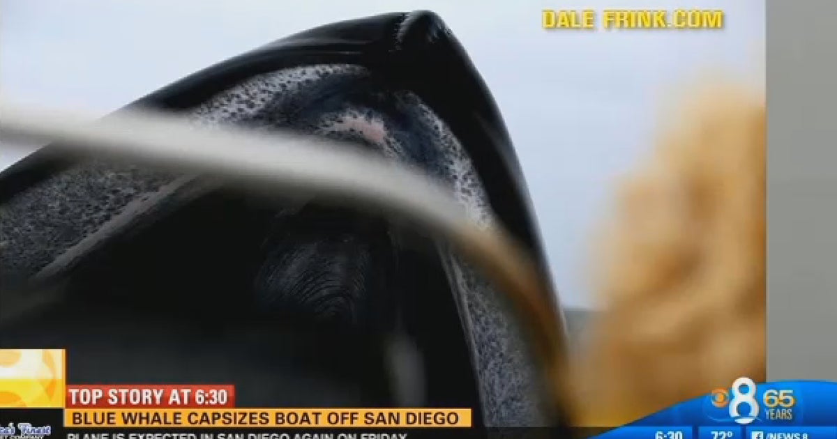 Blue whale capsizes boat off San Diego - CBS News