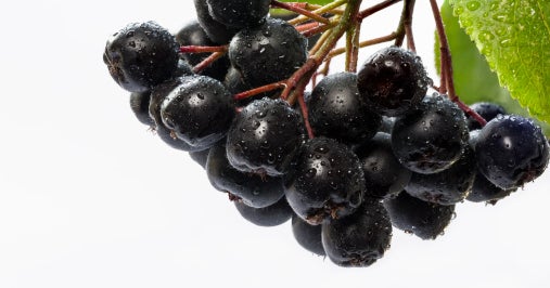 Aronia berry: Rebranding helps a new superfood catch on - CBS News