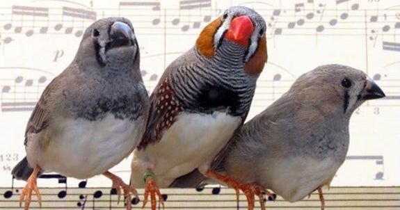 Scientists develop new bird chirp decoding system - CBS News