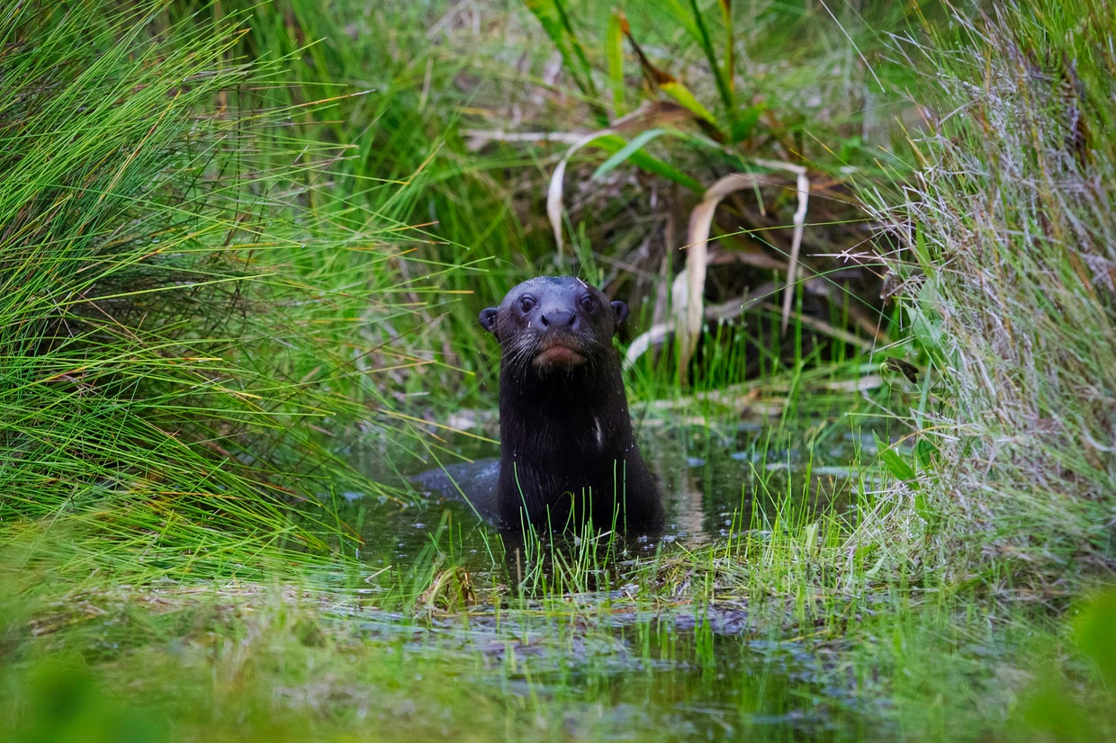 Animals of the Peruvian Amazon