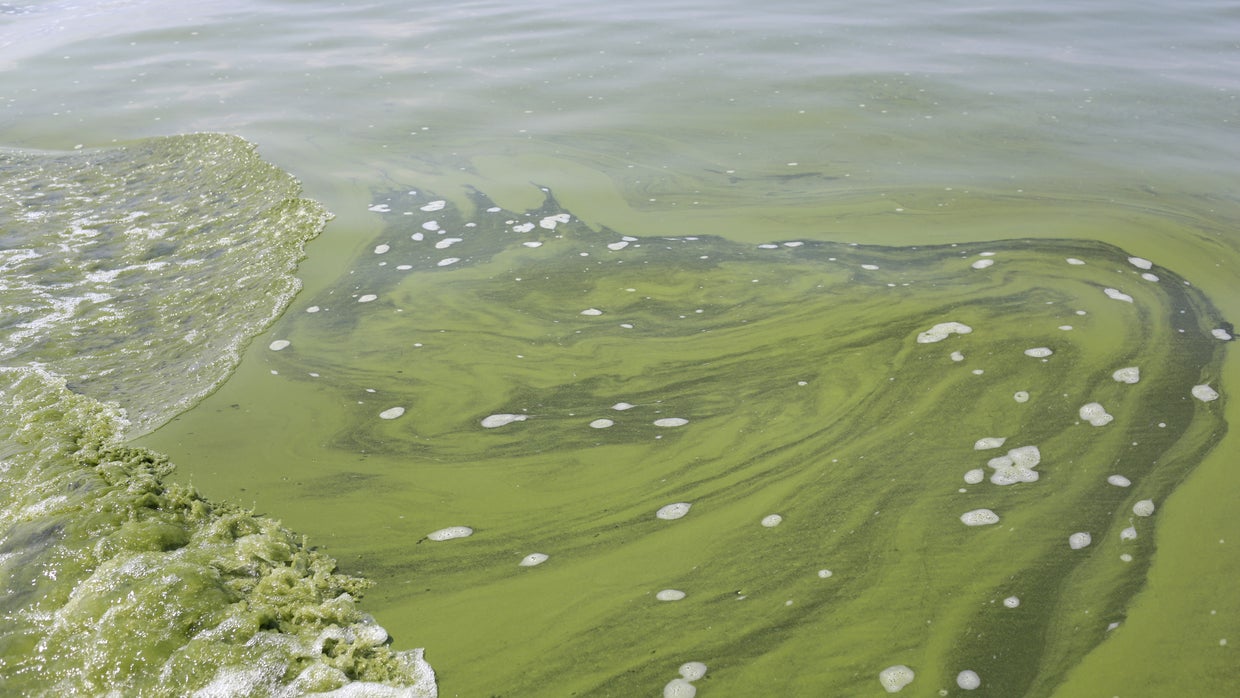Killer shrimp could invade the Great Lakes - CBS News
