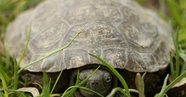 Tortoises can master touch-screen tech - CBS News