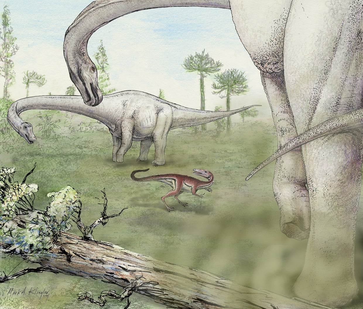 Massive dinosaur skeleton, Dreadnoughtus schrani, unearthed in ...
