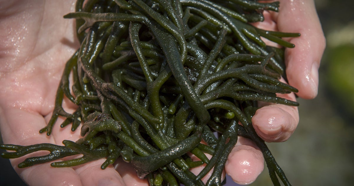 Seaweed: The next big food crop? - CBS News