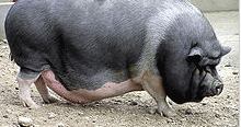 Police in Toledo, Ohio pursue pot-bellied pig with breakfast treat ...
