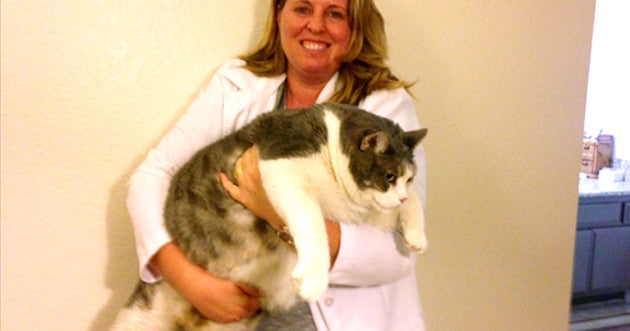 Flabby tabby - CBS News