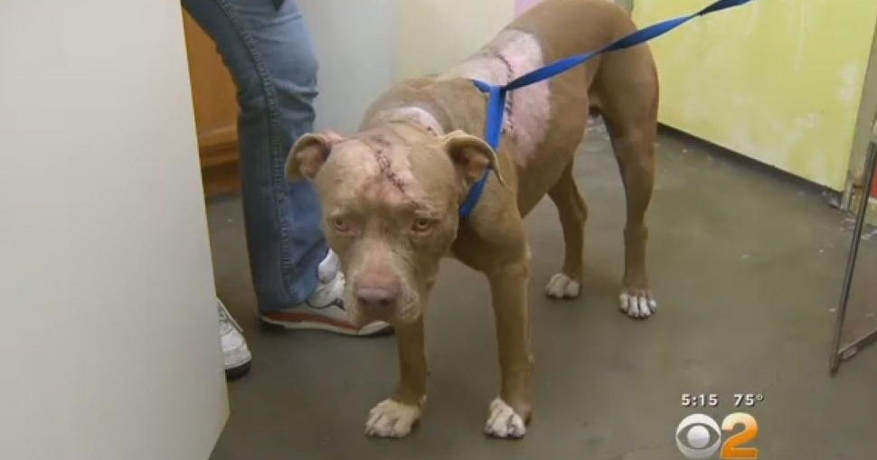 Dog needs 1,000 stitches after California stabbing, report says - CBS News