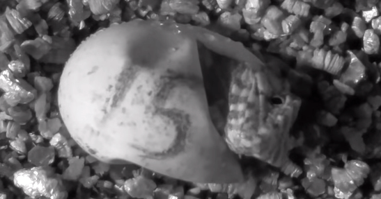 Rare video of modern dinosaur hatching from shell - CBS News