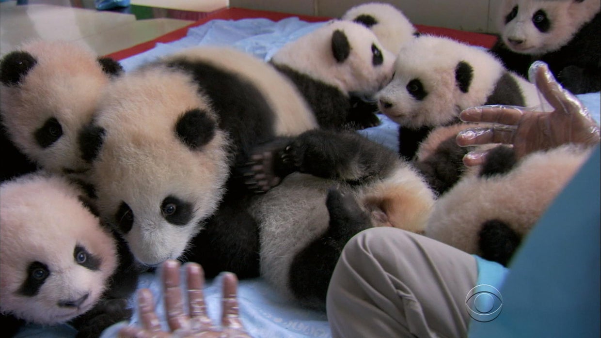 Training pandas for the wild - CBS News