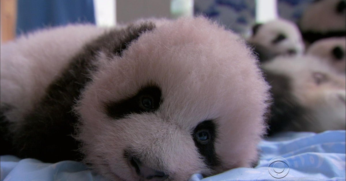 Training pandas for the wild - CBS News