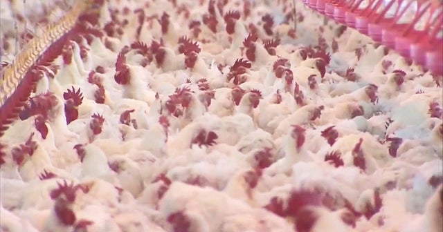 Antibiotics in animals raise concerns - CBS News