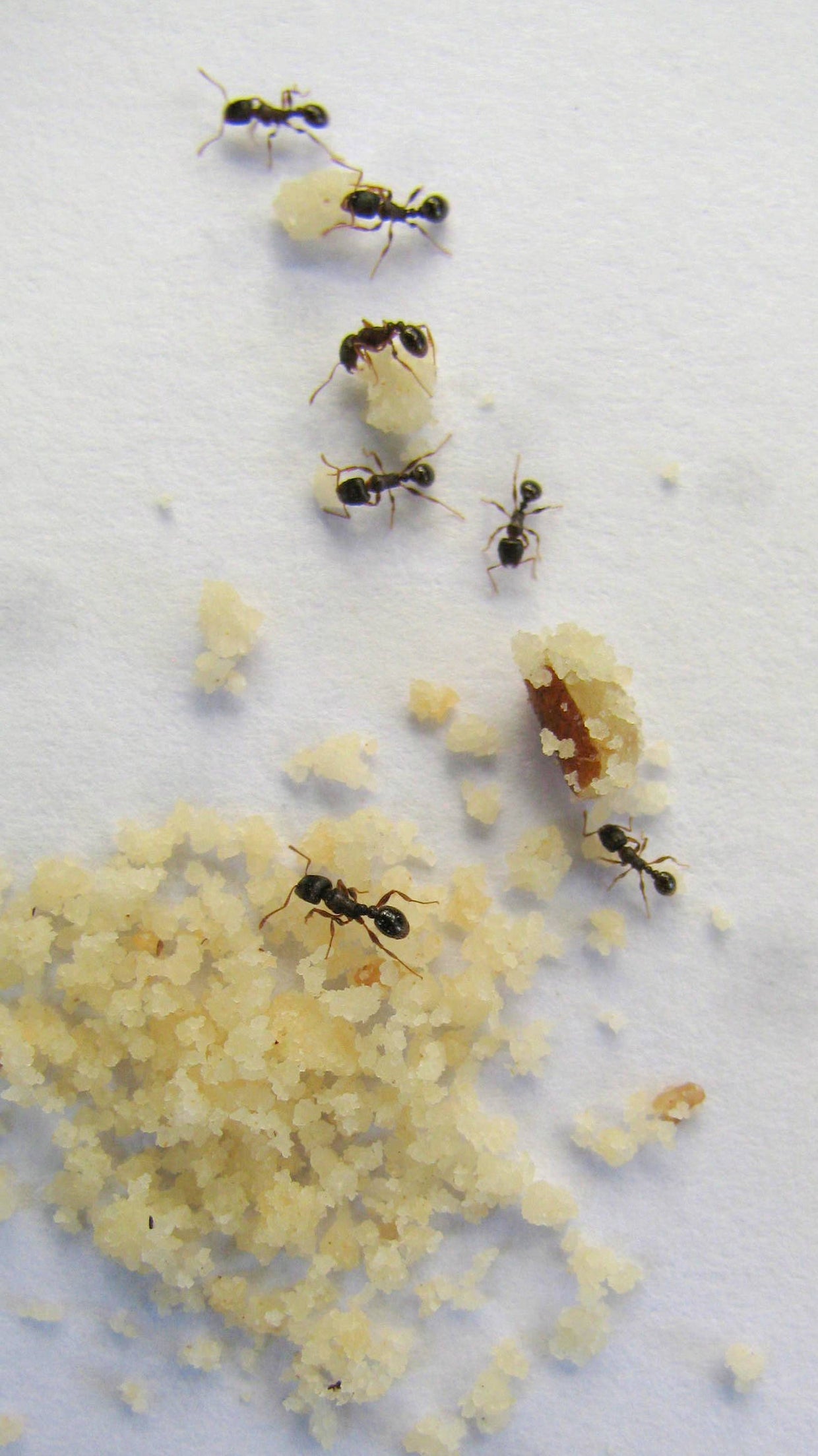Ants clean tons of trash from New York streets each year - CBS News