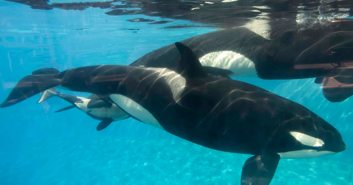Why SeaWorld said goodbye to its CEO - CBS News