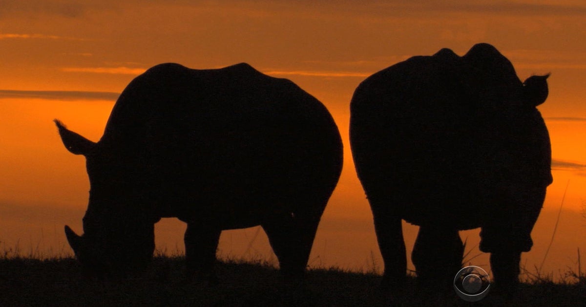 Operation Rhino Drop: Saving rhinos from slaughter - CBS News