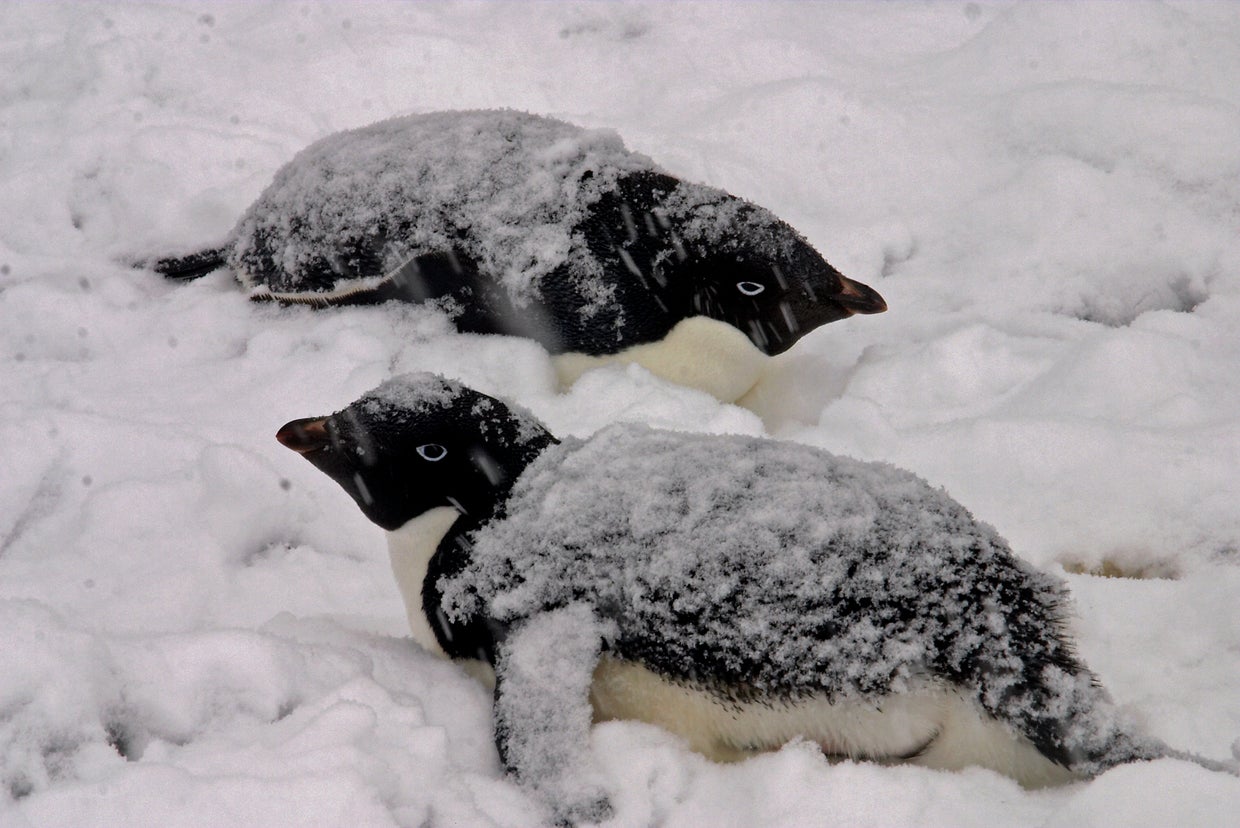 11 species threatened by climate change