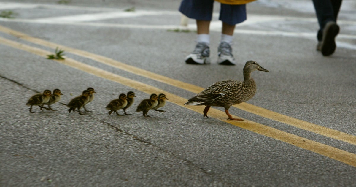 Duck leads ducklings on annual waddle through school's halls - CBS News