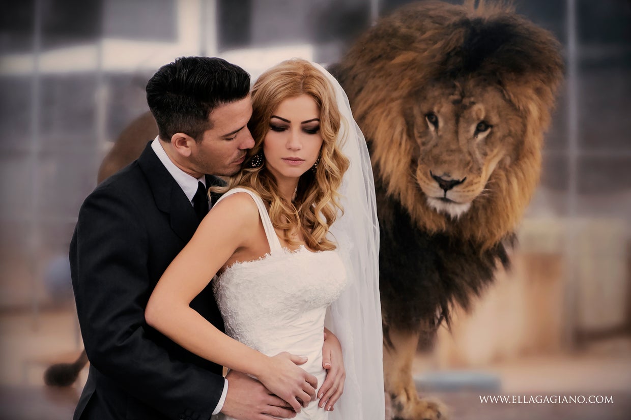 Exotic animals becoming new must-have at weddings - CBS News