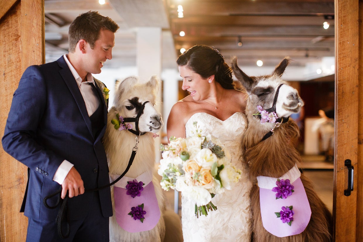 Exotic animals becoming new must-have at weddings - CBS News