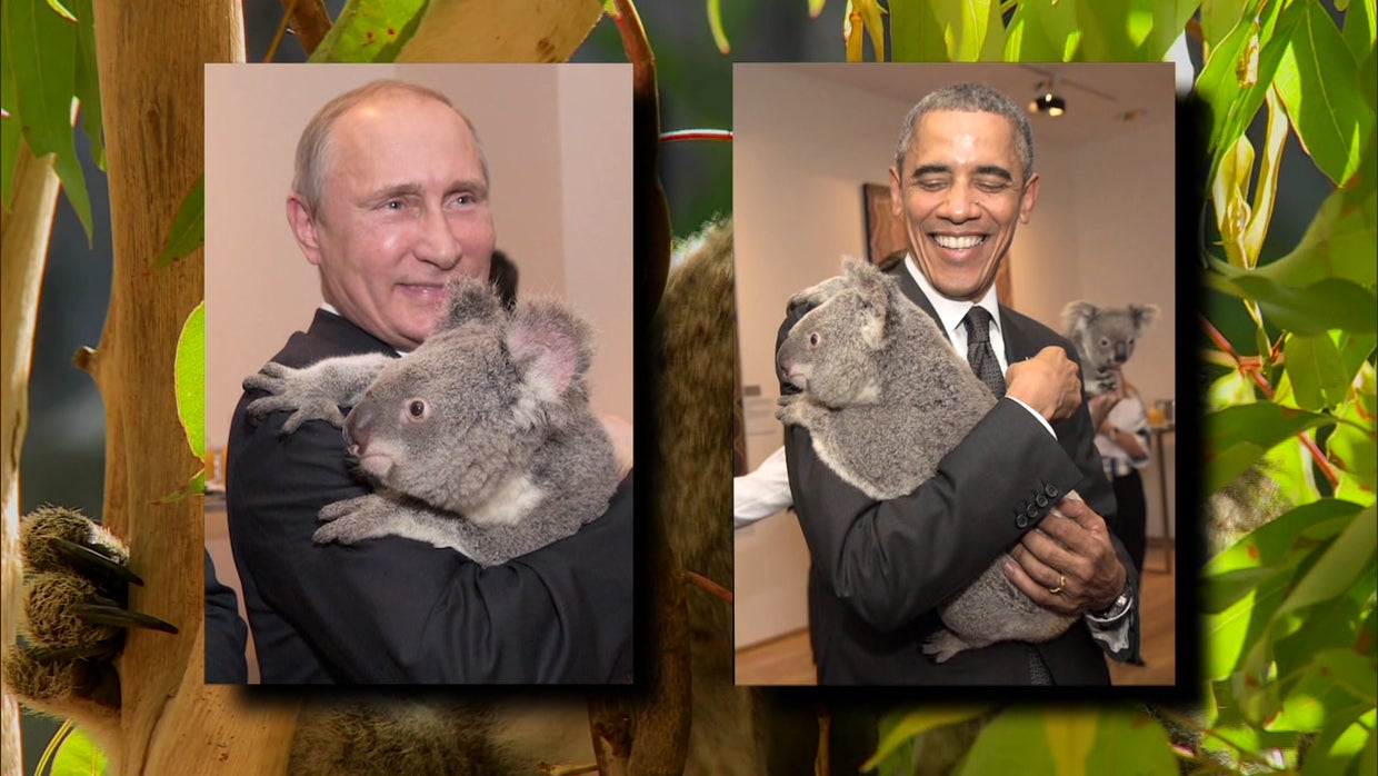 Australia's koalas are spreading chlamydia - CBS News