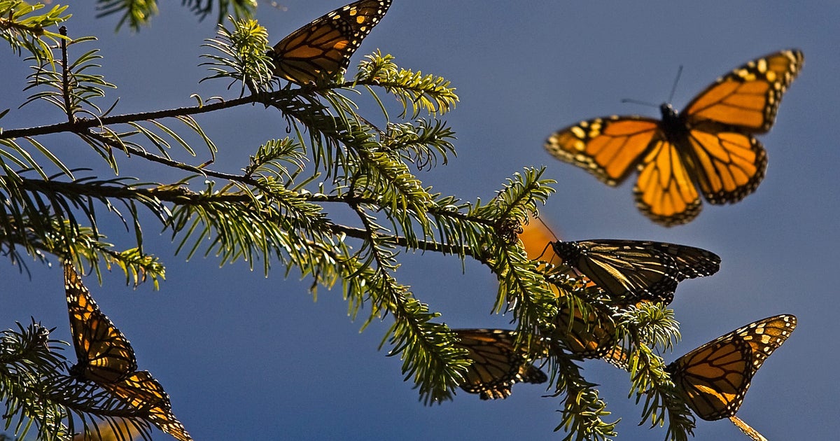 Monarch butterfly could get endangered species protection - CBS News