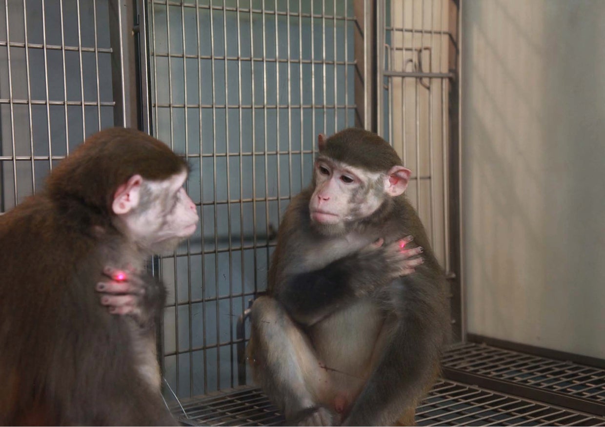 Monkeys exhibit a truly human quality, recognizing and relishing their ...