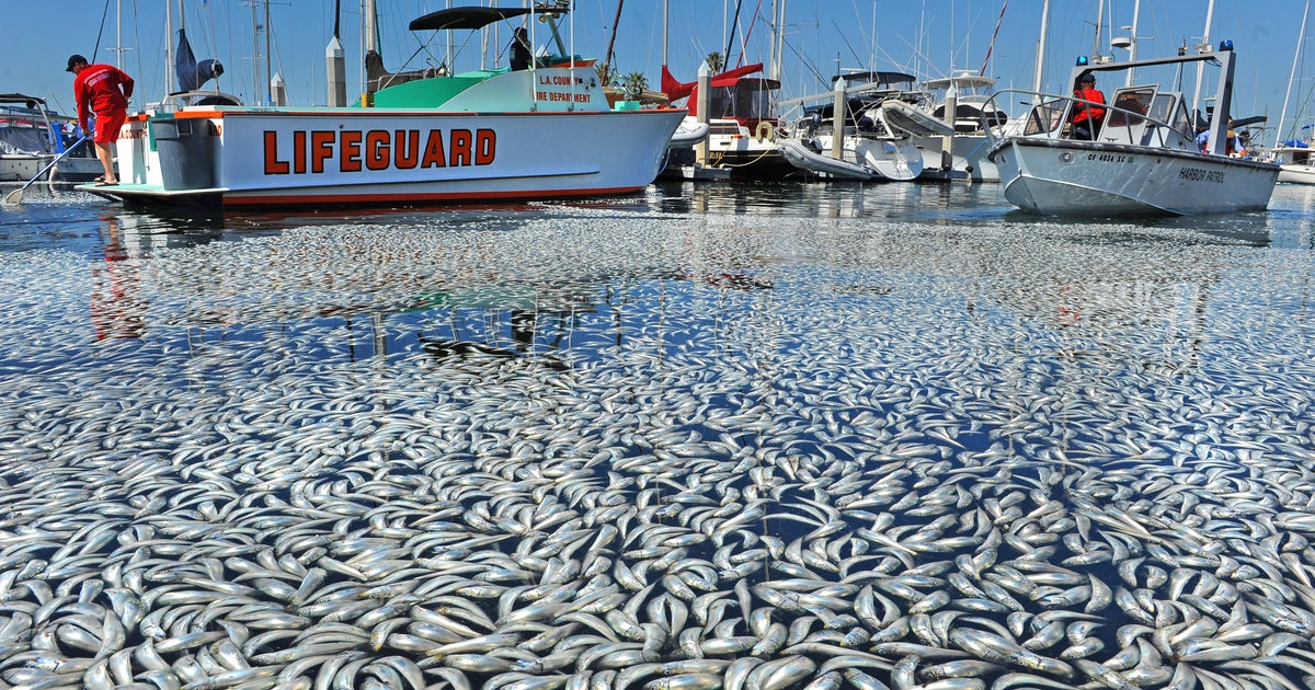 Mass animal deaths on the rise worldwide - CBS News