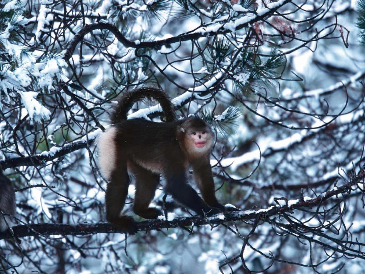 China's rare snub-nosed monkeys