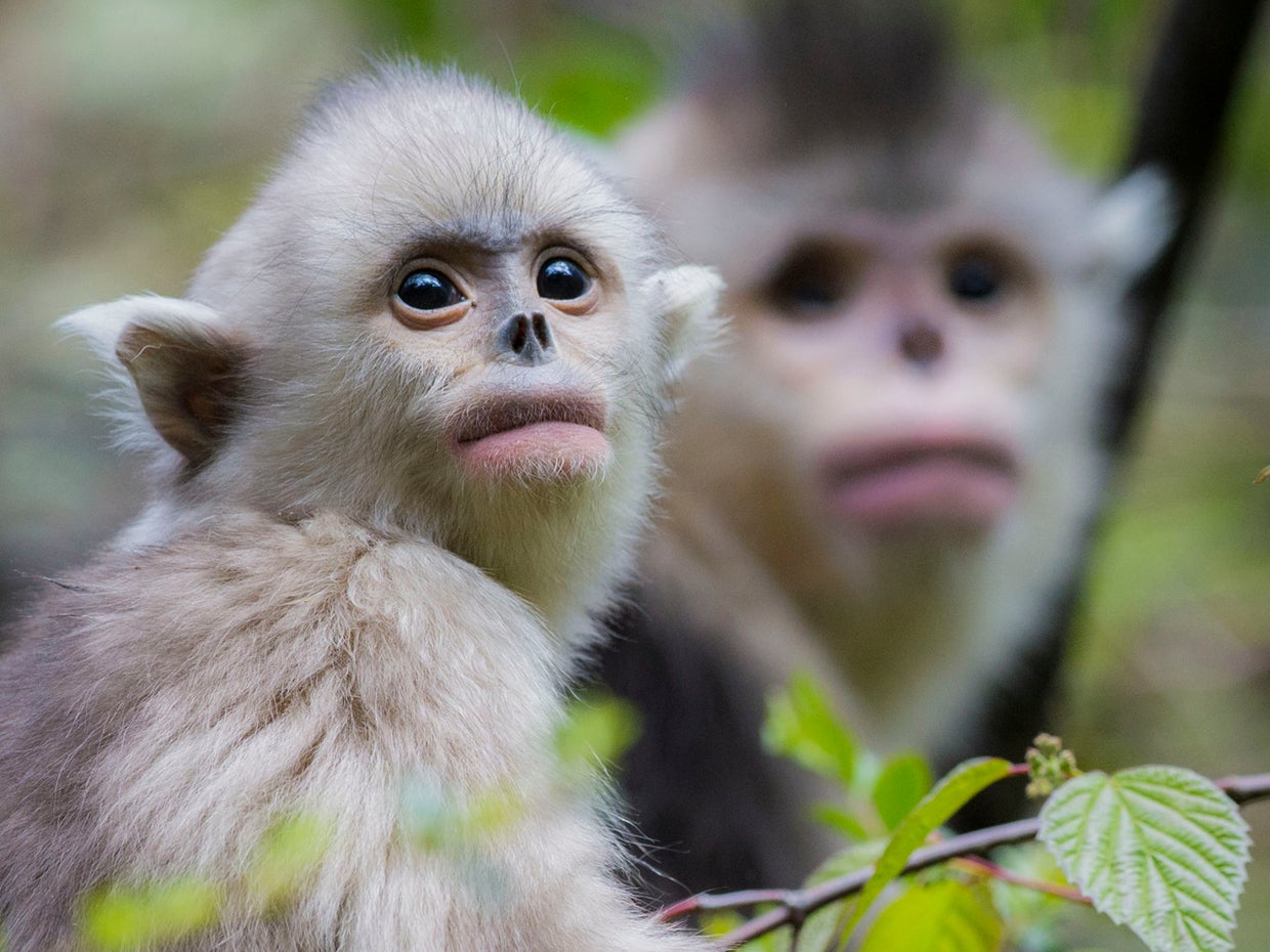 China's rare snub-nosed monkeys