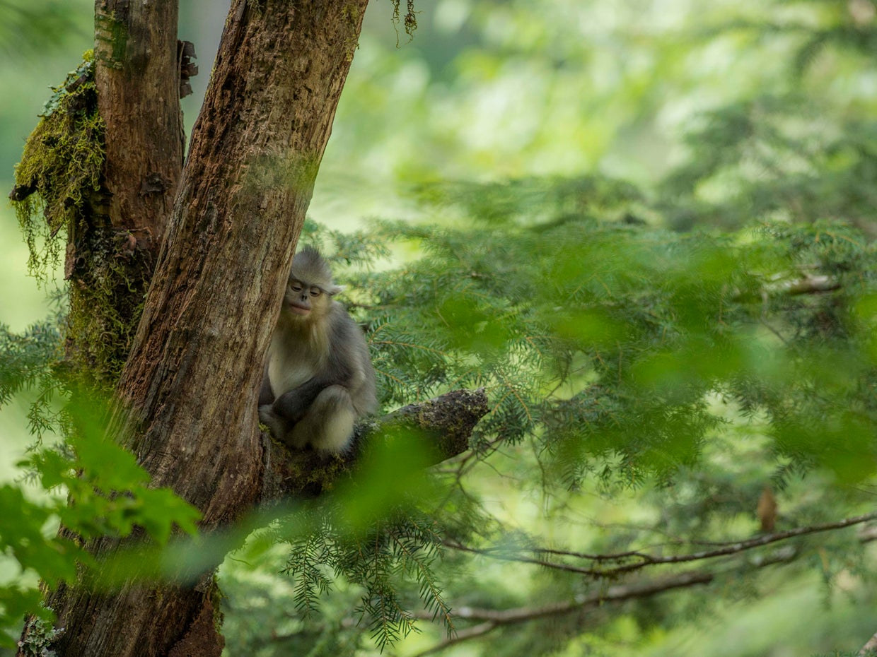 China's rare snub-nosed monkeys