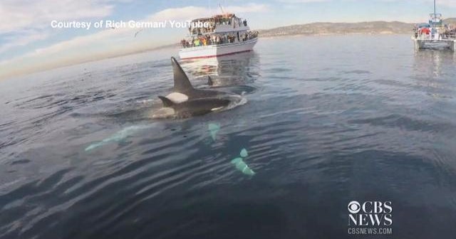 An up-close encounter with killer whales, on video - CBS News