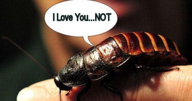 San Francisco Zoo offers hissing cockroaches, hairy scorpions for ...