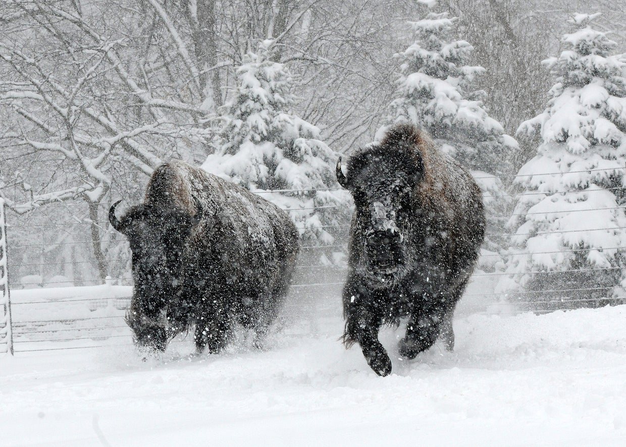 Bison, wolf, and tiger play in snow