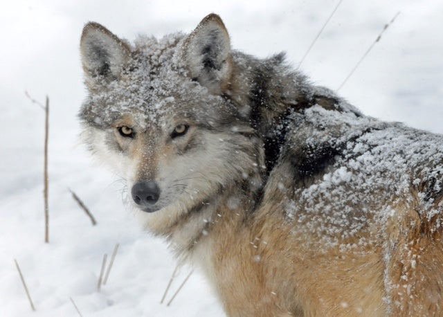Bison, wolf, and tiger play in snow