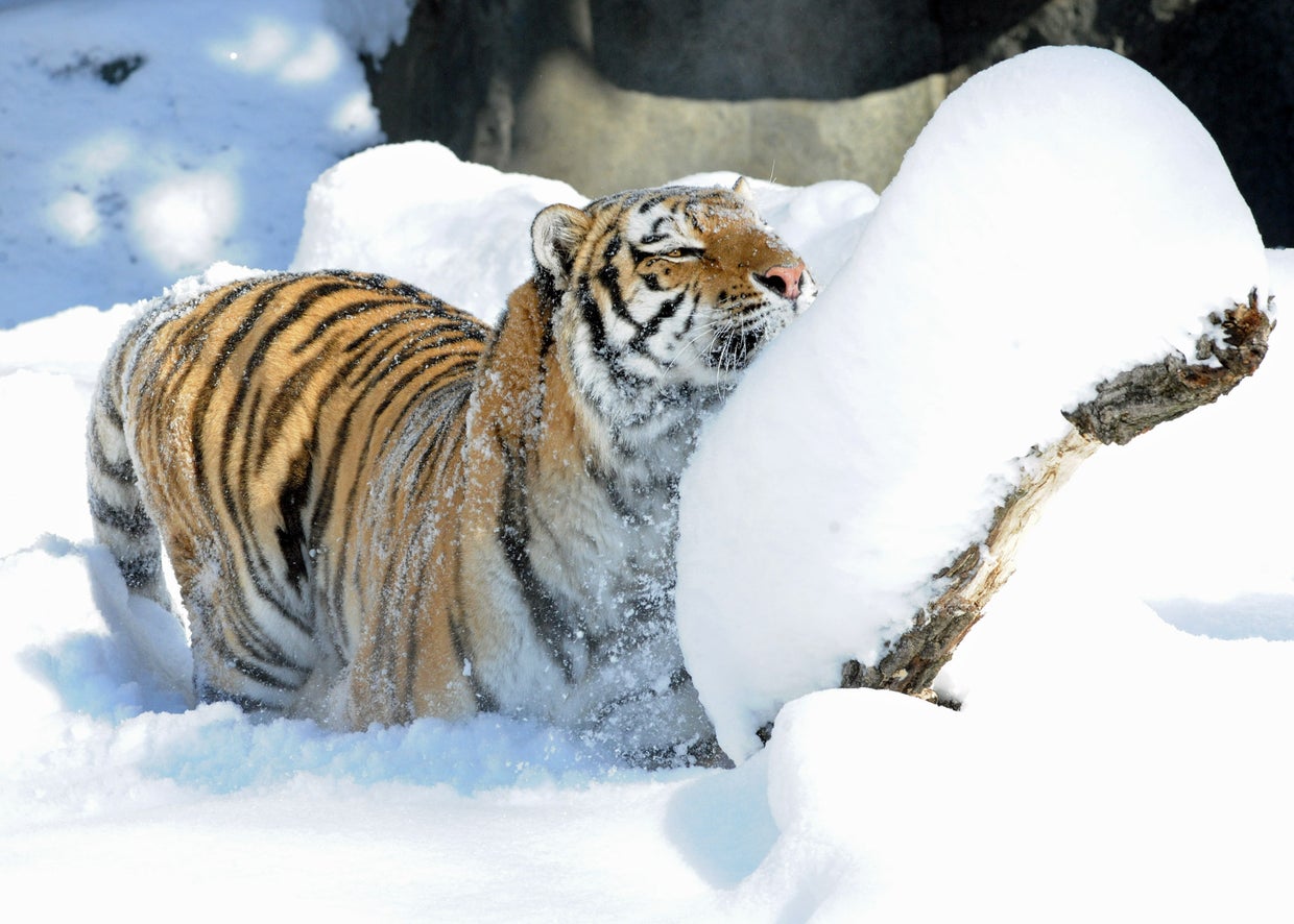 Bison, wolf, and tiger play in snow