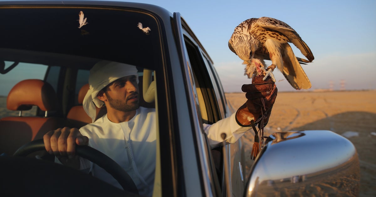 Falconing for sport