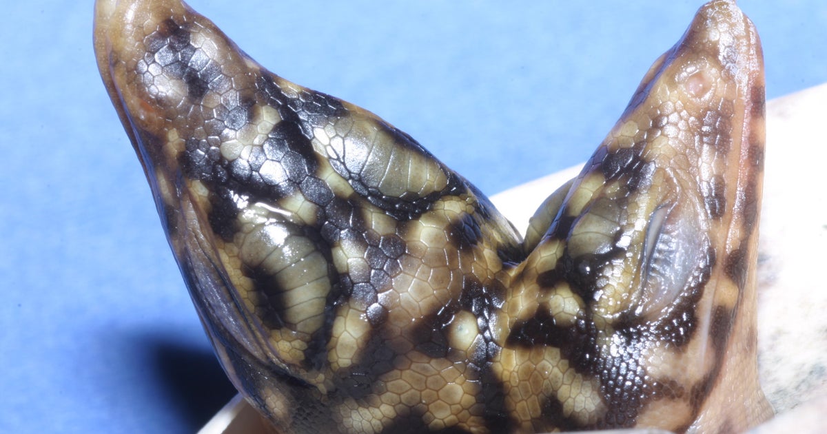 Rare case of conjoined lizard twins reported at zoo - CBS News
