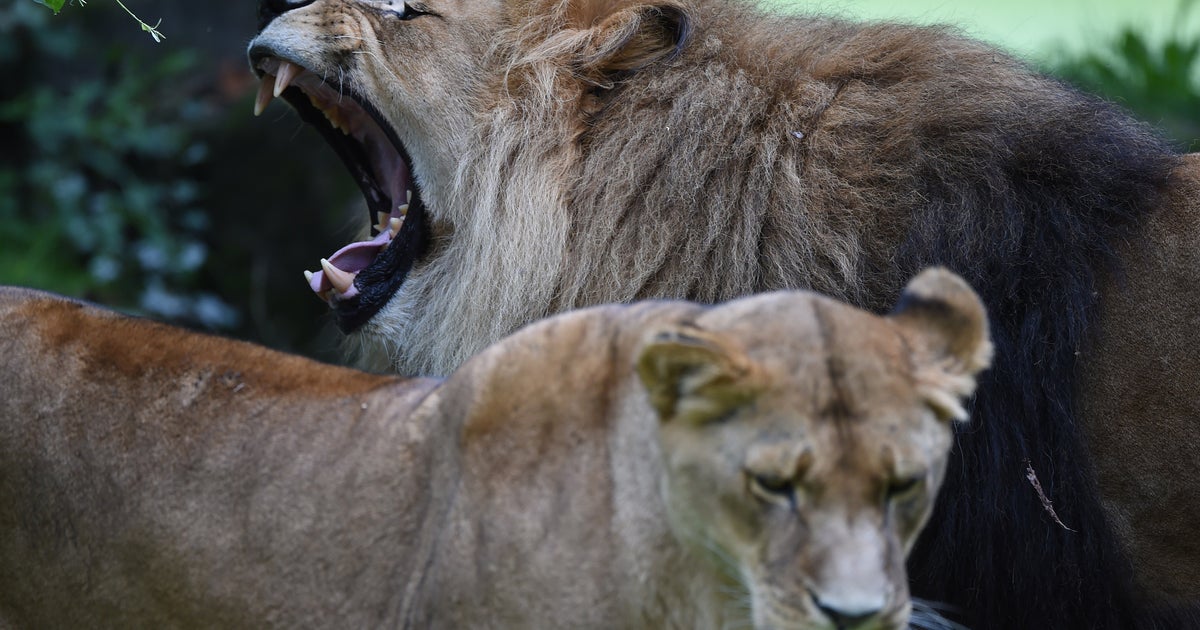 Animal keeper killed in lion attack at Seoul zoo - CBS News